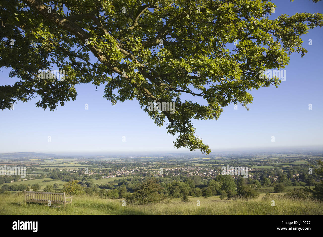 Great Britain, England, Worcestershire, Cotswolds, view, tree, detail ...