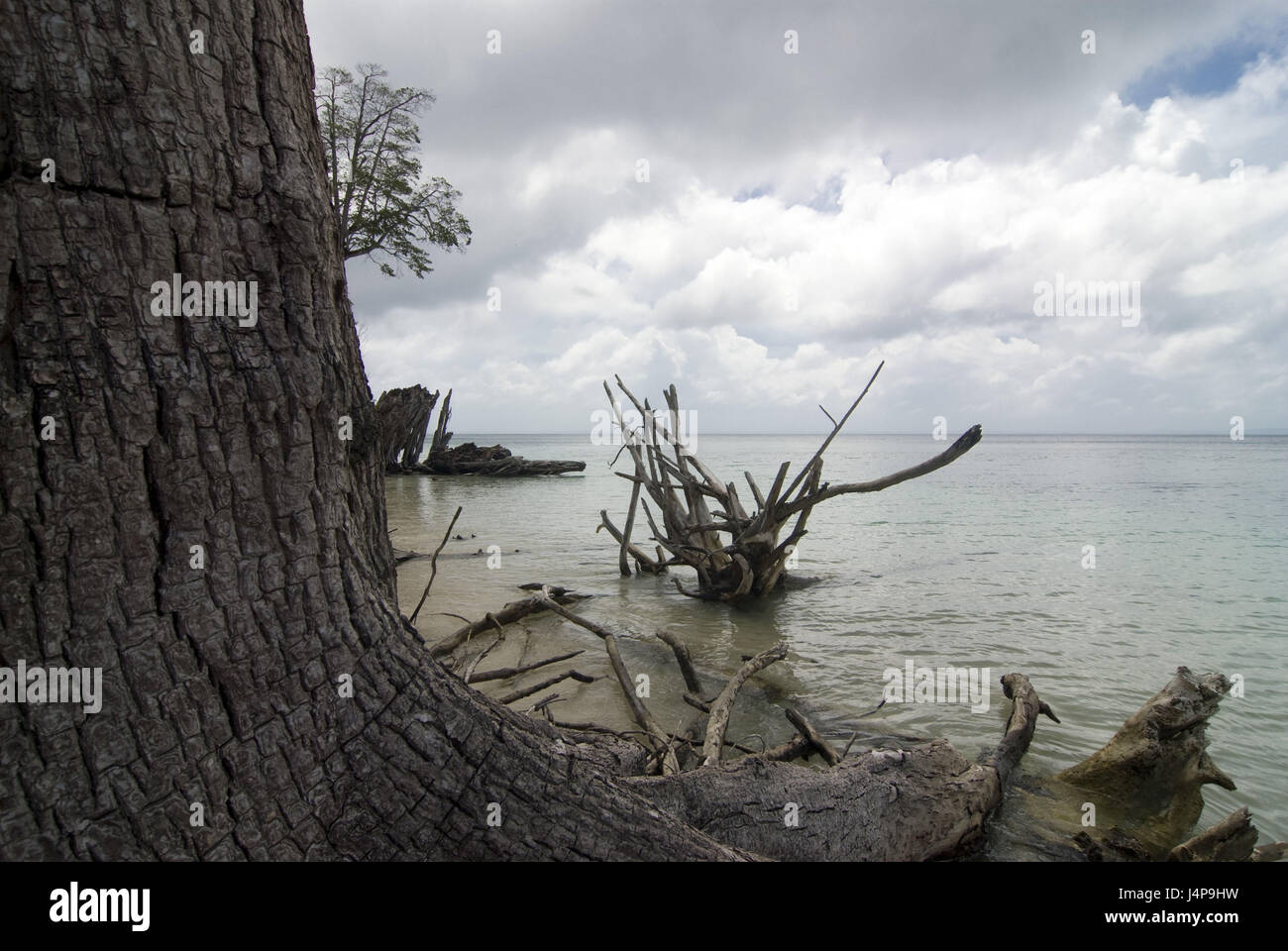 Trunk, uproots, trees, coast, Indian ocean, Havelock Insel, Andamanen ...