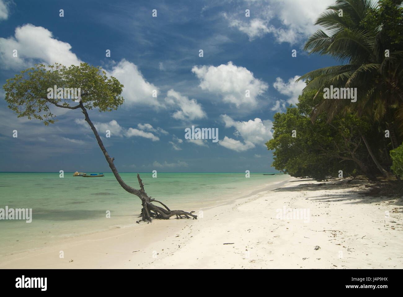 Indian ocean tree hi-res stock photography and images - Alamy