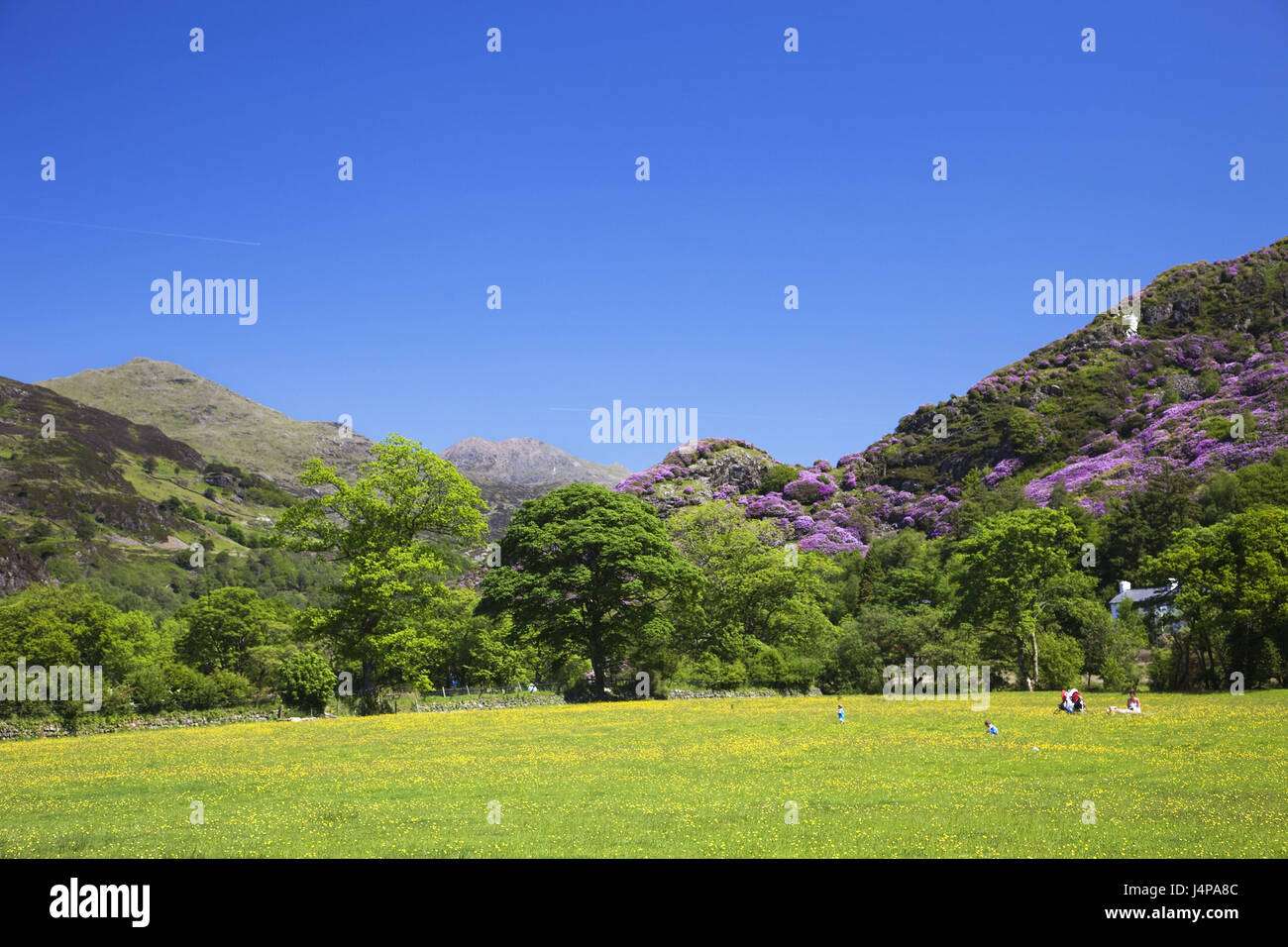 Flowers in snowdonia national park hi-res stock photography and images ...
