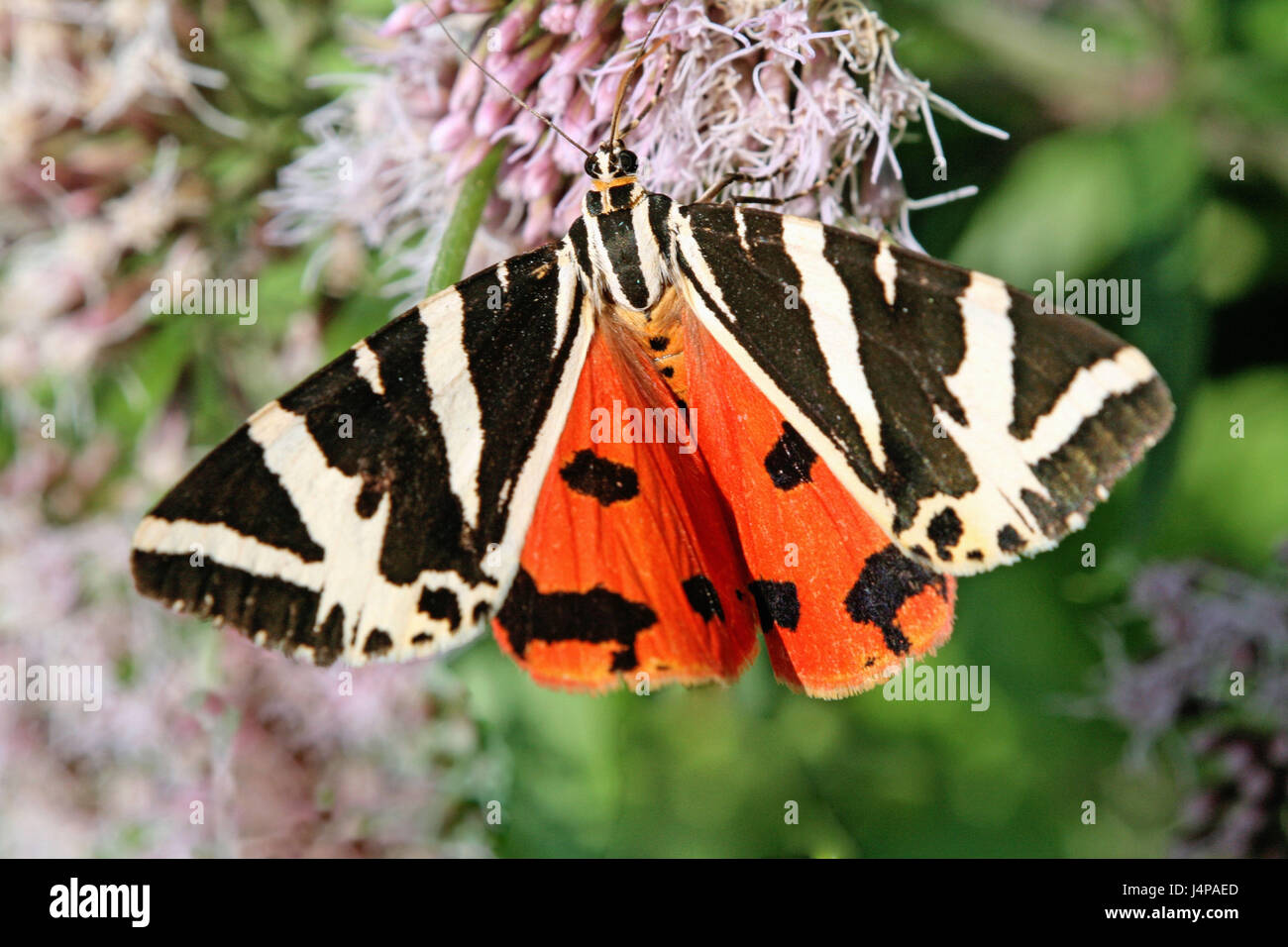 Russian bear, Euplagia quadripunctaria, blossom, animal, insect ...