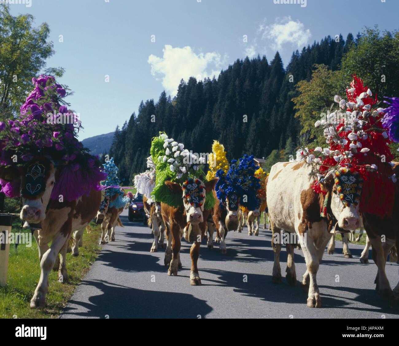 Animals traditions hi-res stock photography and images - Alamy