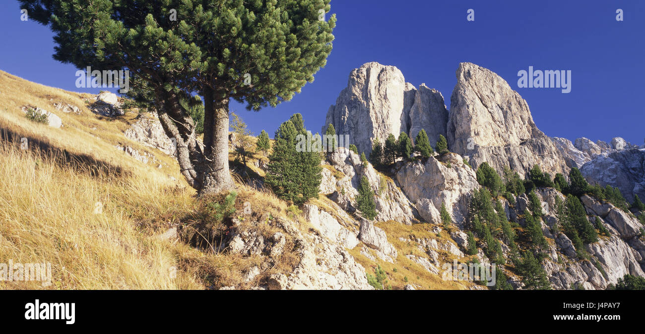 Zirbe hi-res stock photography and images - Alamy