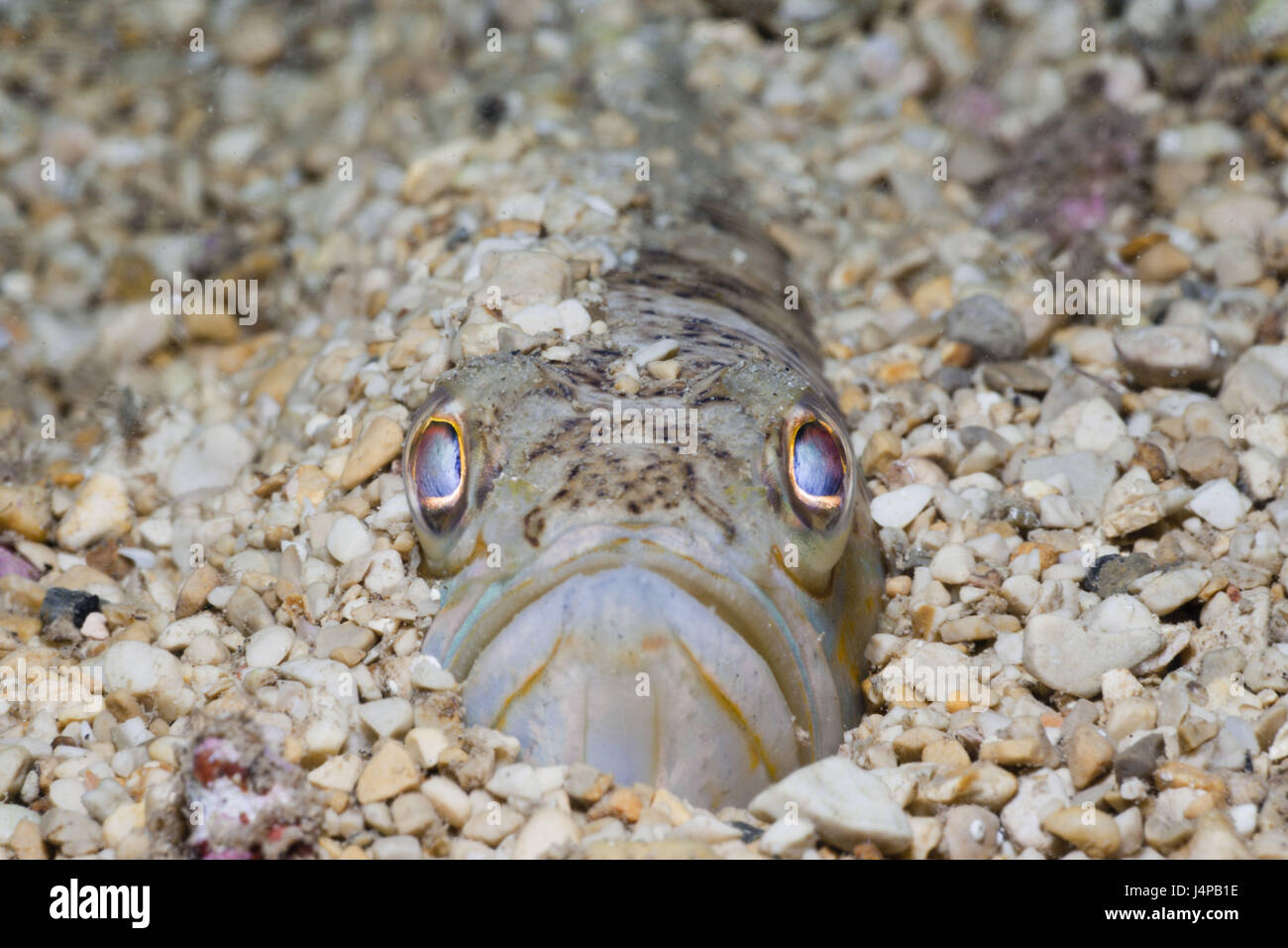 Big weever, Trachinus radiatus, Croatia, Istria, Adriatic, the ...
