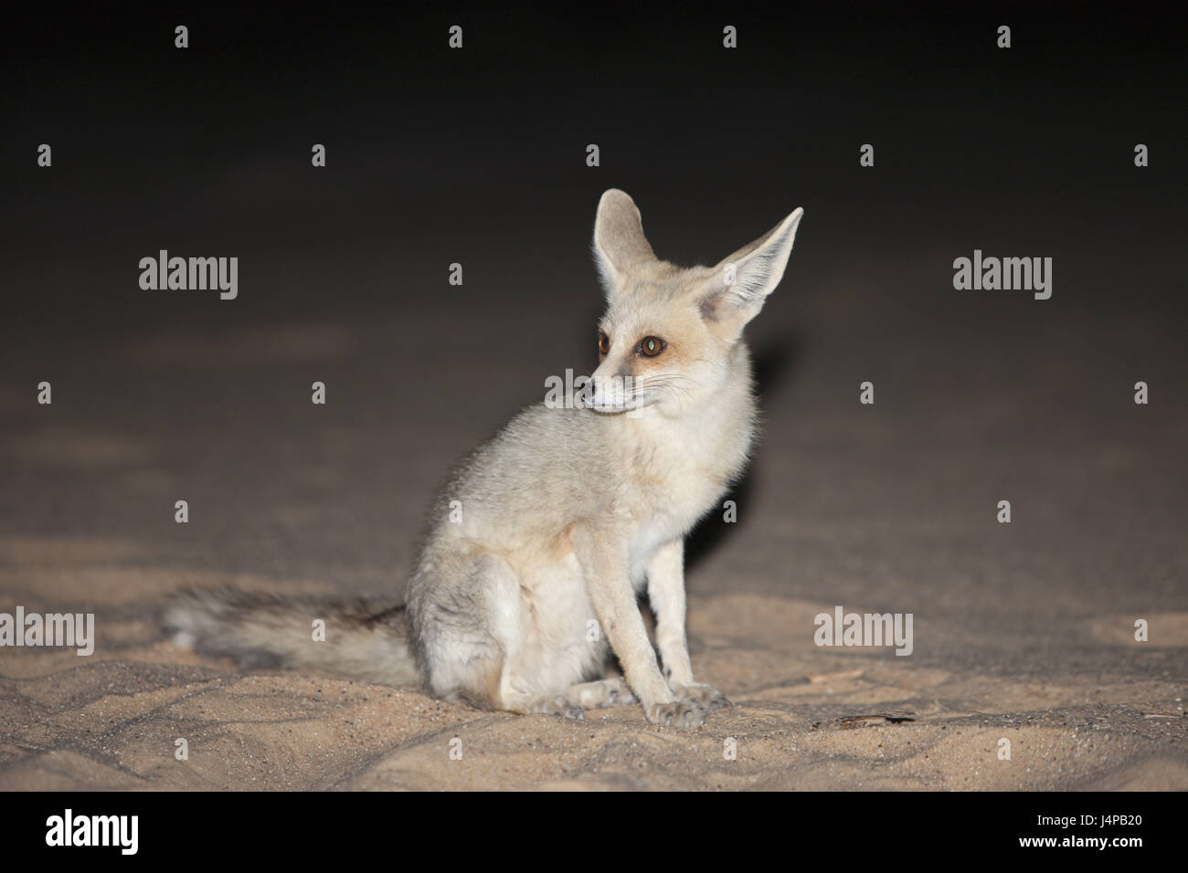 Wild fox at night, Vulpes Zerda, Egypt, Libyan desert Stock Photo - Alamy