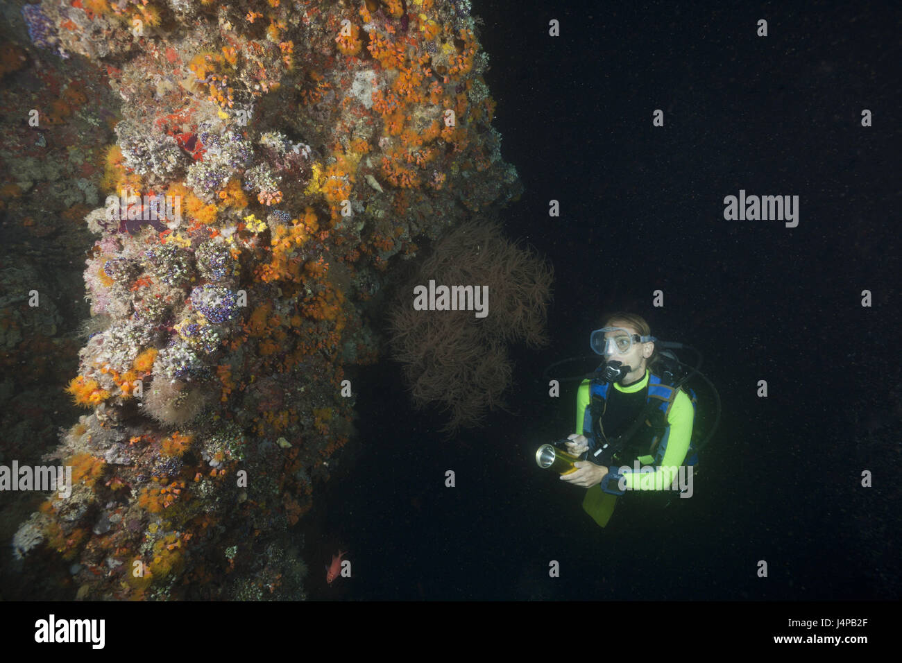 Night dive, the Maldives, Maya Thila, the north Ari Atoll Stock Photo ...