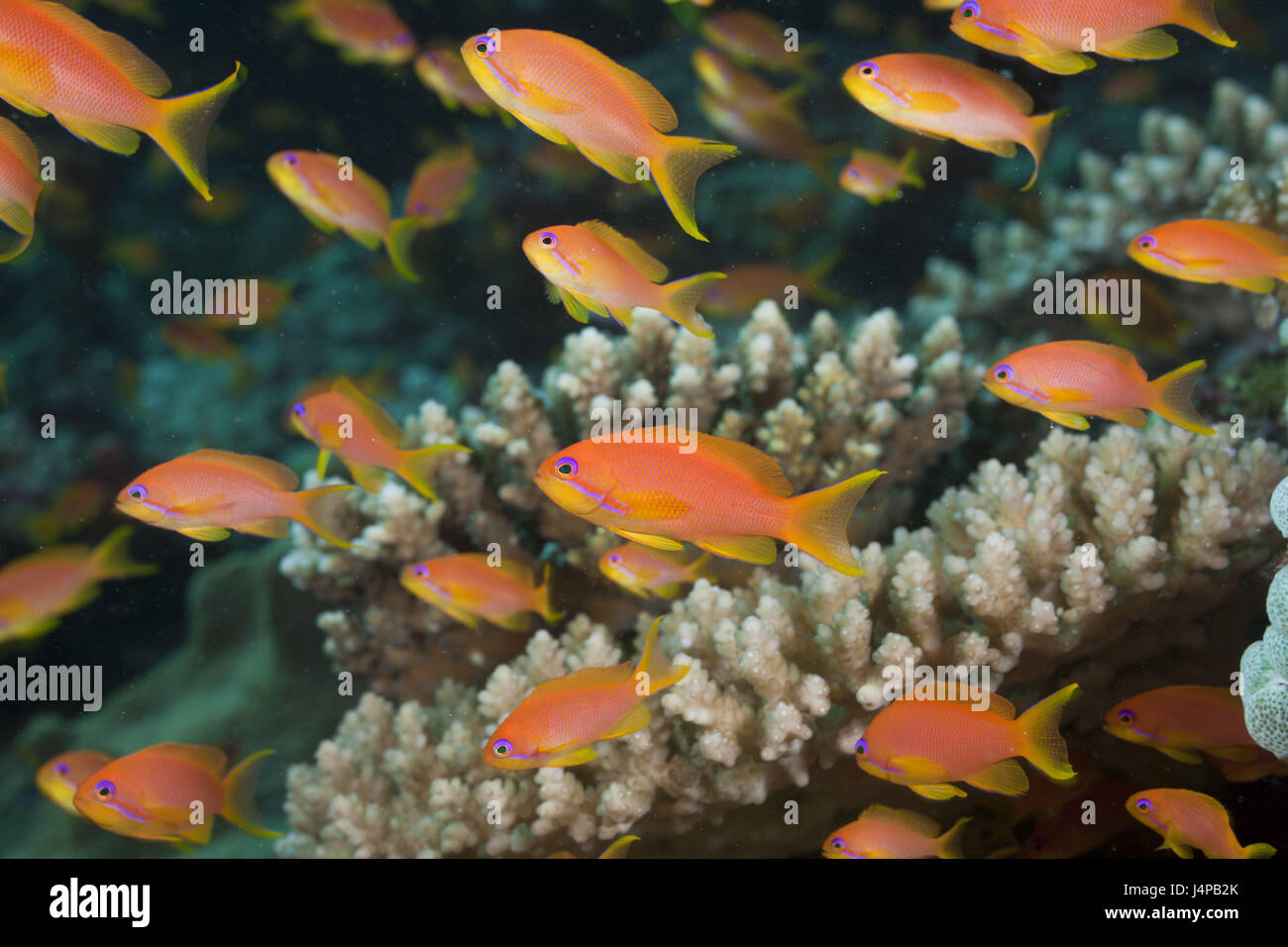 Flag perches about reef, Pseudanthias squamipinnis, the Maldives, the ...