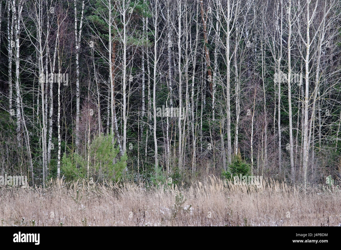 Edge of the forest, autumn Stock Photo - Alamy