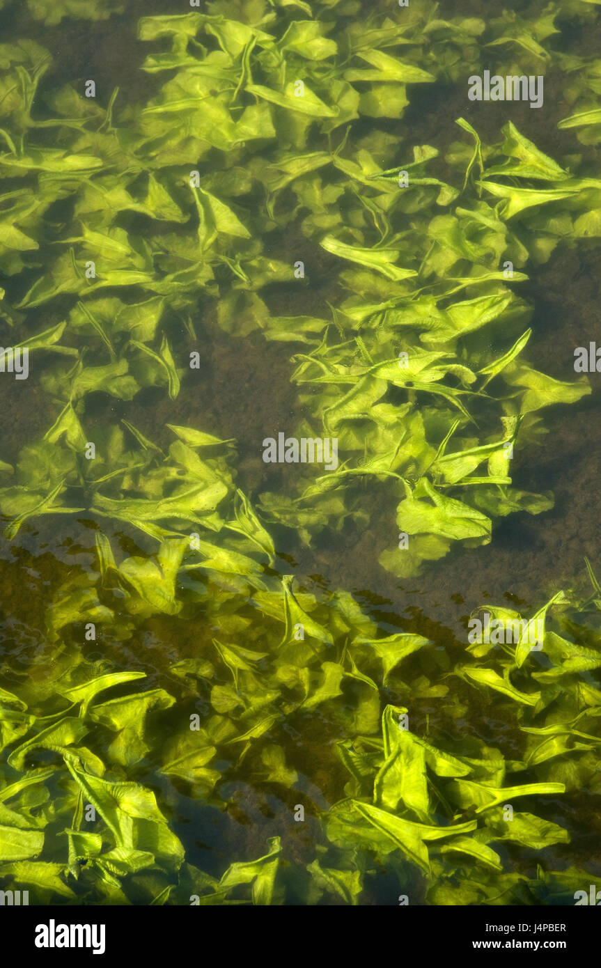 Waters, algae, from above Stock Photo - Alamy