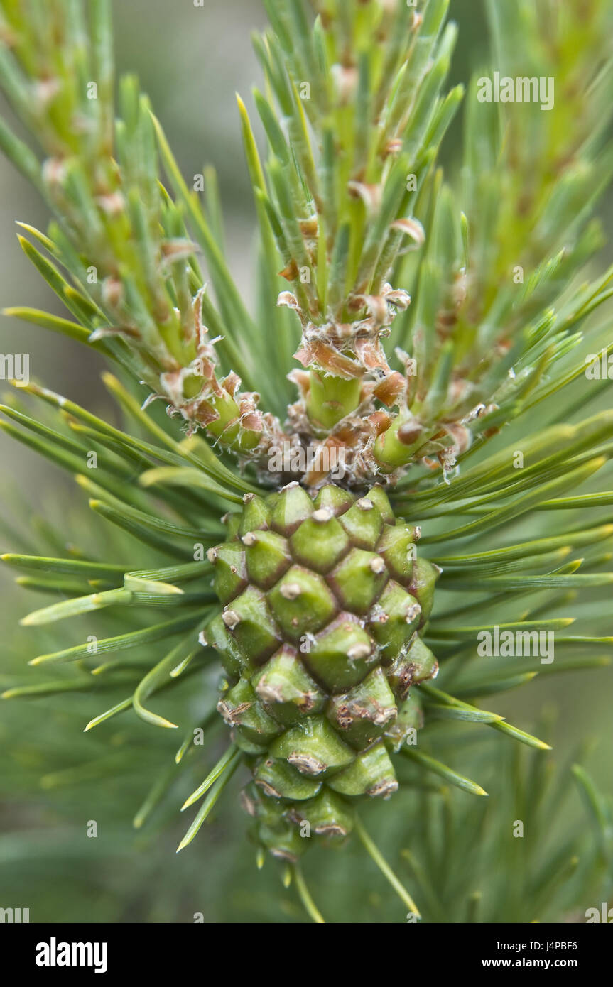 Jaw fork, detail, plug Stock Photo - Alamy