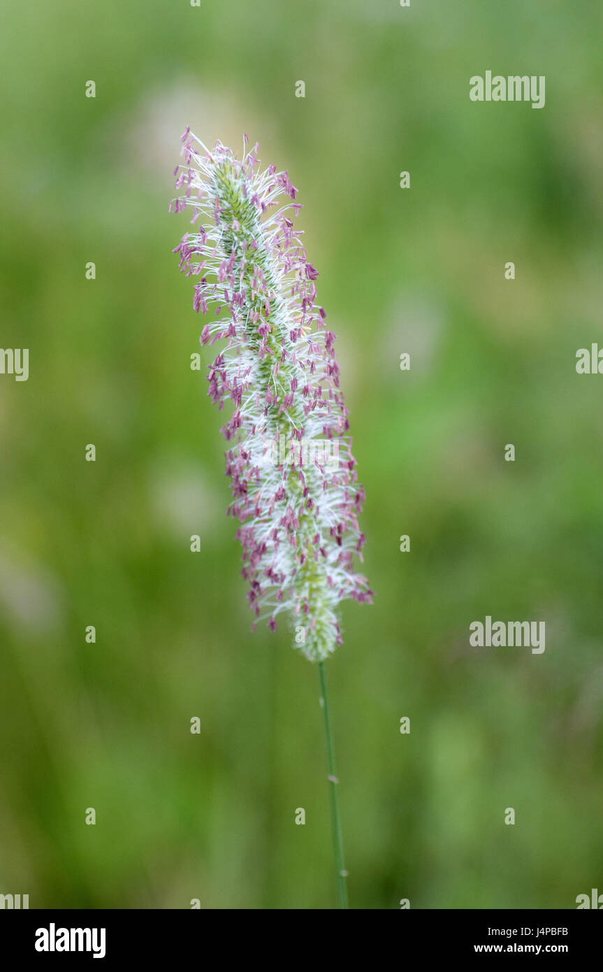 Bulbous Lieschgras, Phleum nodosum, blossom Stock Photo - Alamy