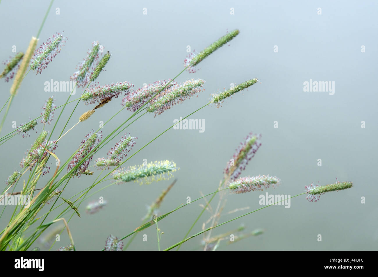 Lieschgras hi-res stock photography and images - Alamy