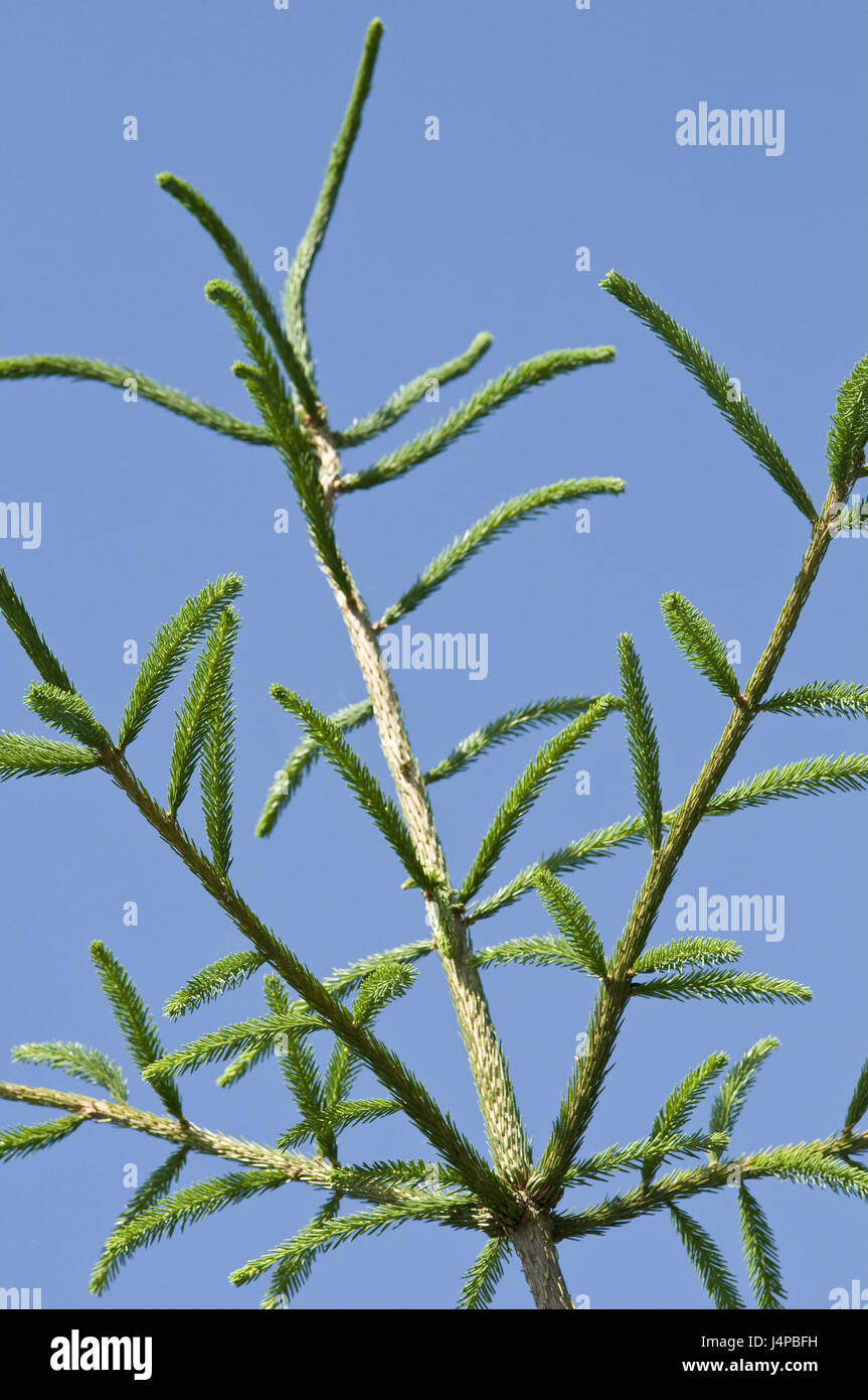 Conifer, detail, tree top Stock Photo - Alamy