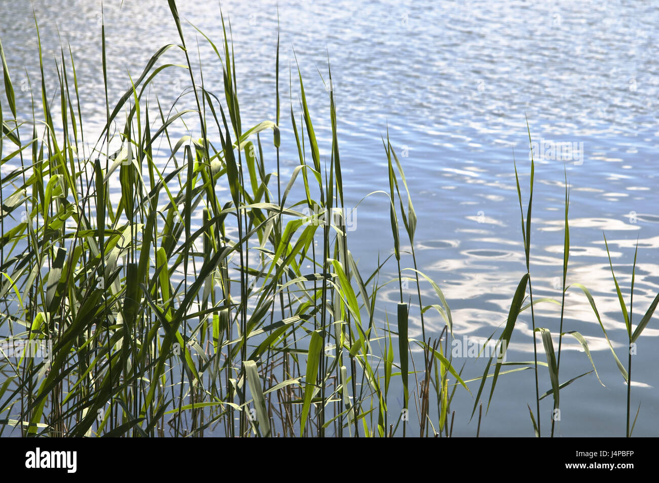 Lakeside, reed, water surface, mirroring, sunlight Stock Photo - Alamy