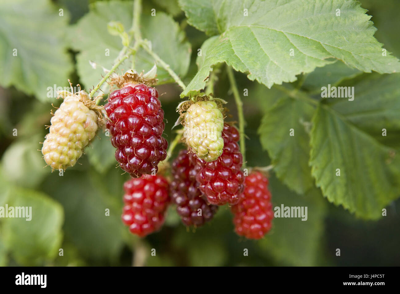 Rubus shrub hi-res stock photography and images - Alamy