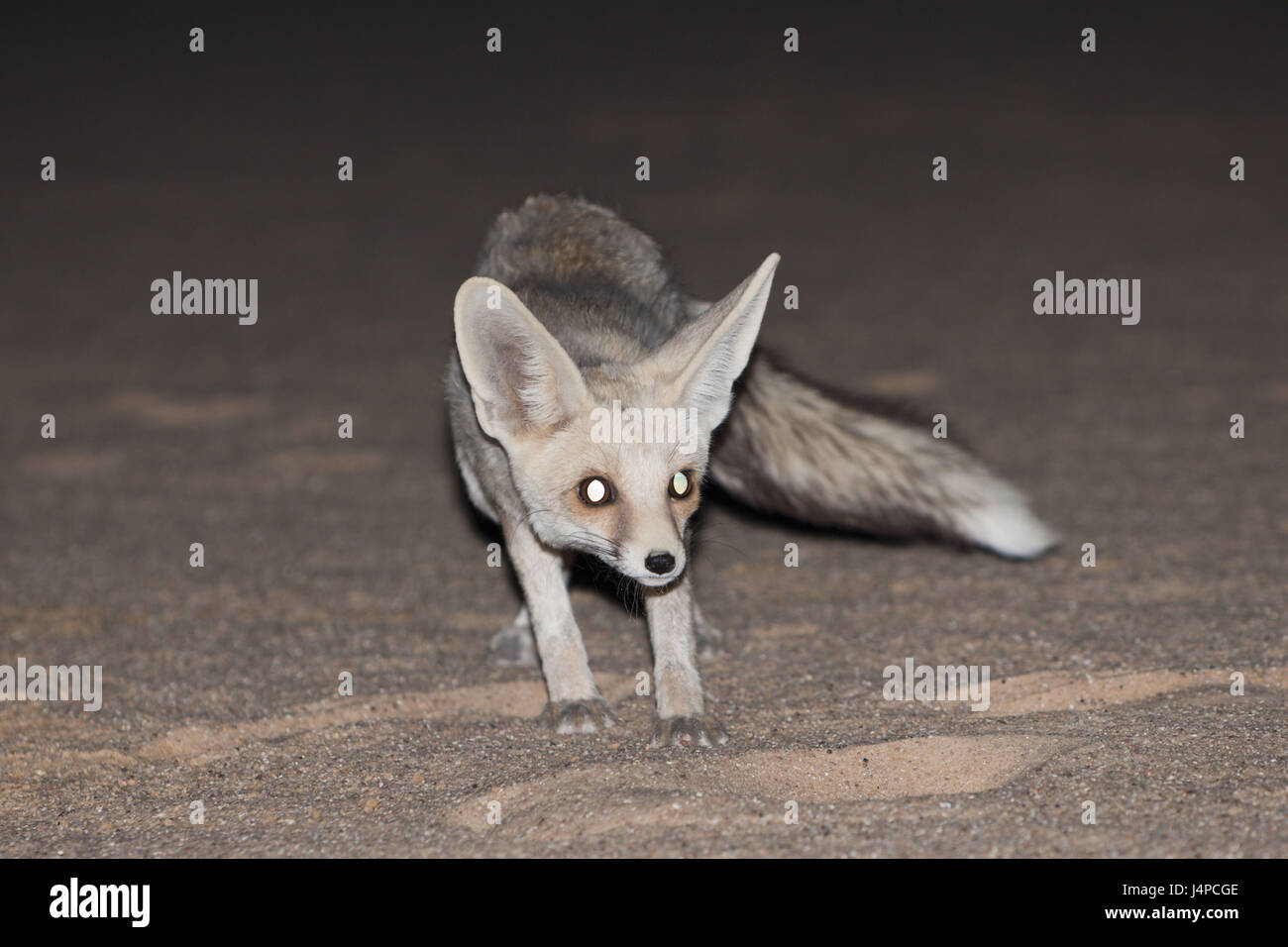 Wild fox at night, Vulpes zerda, Egypt, Libyan desert Stock Photo - Alamy