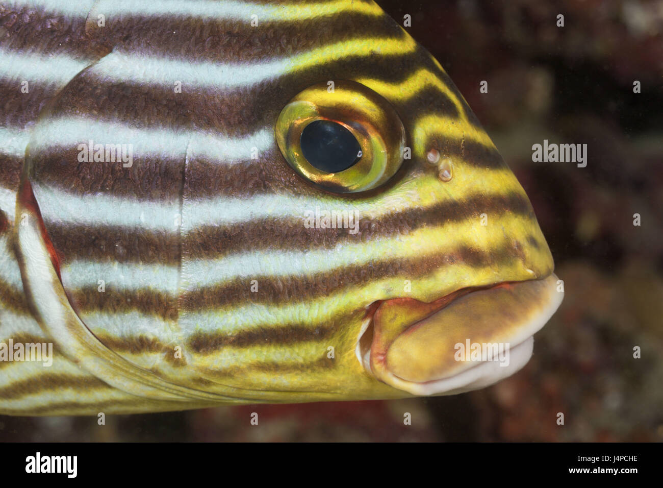 Sweet lips fish hi-res stock photography and images - Alamy