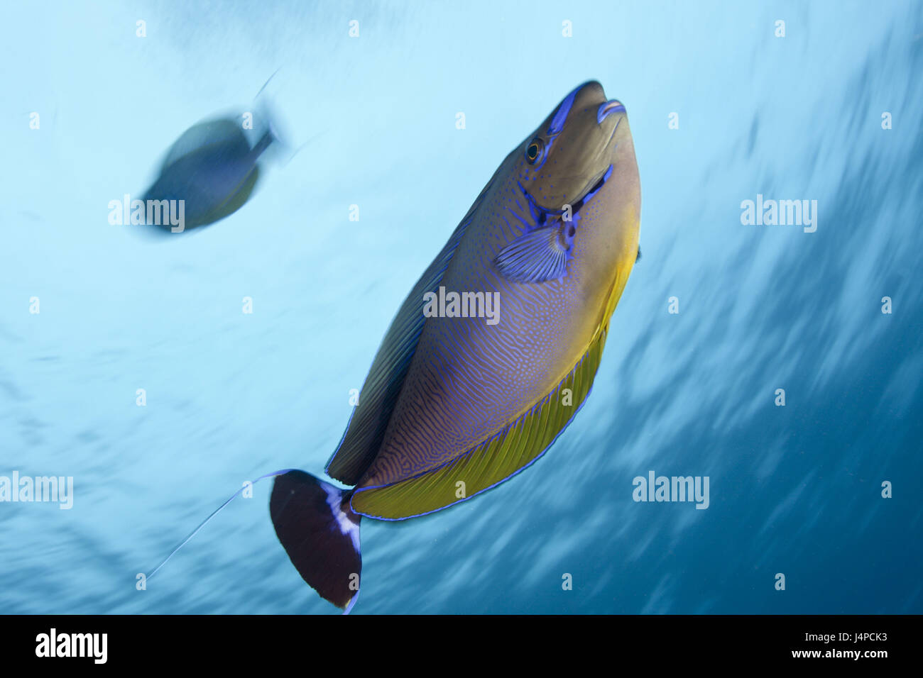 Nasal doctor fish hi-res stock photography and images - Alamy