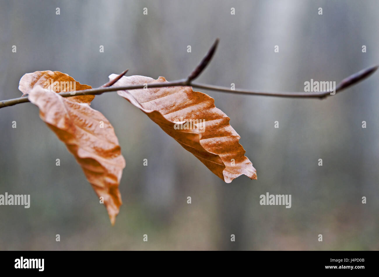 Fork, booking leaves, autumn Stock Photo - Alamy