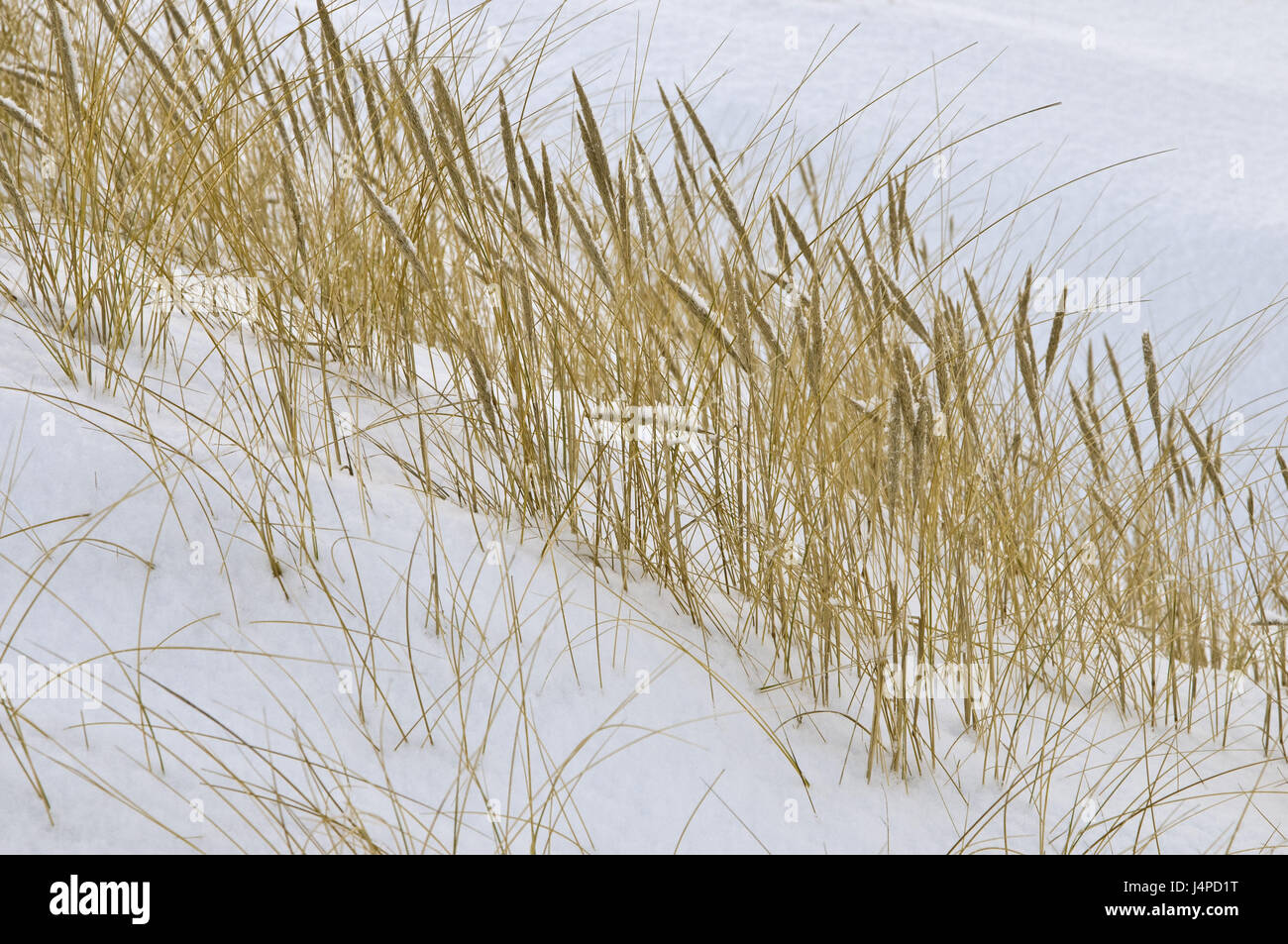 Winter scenery, grass Stock Photo - Alamy