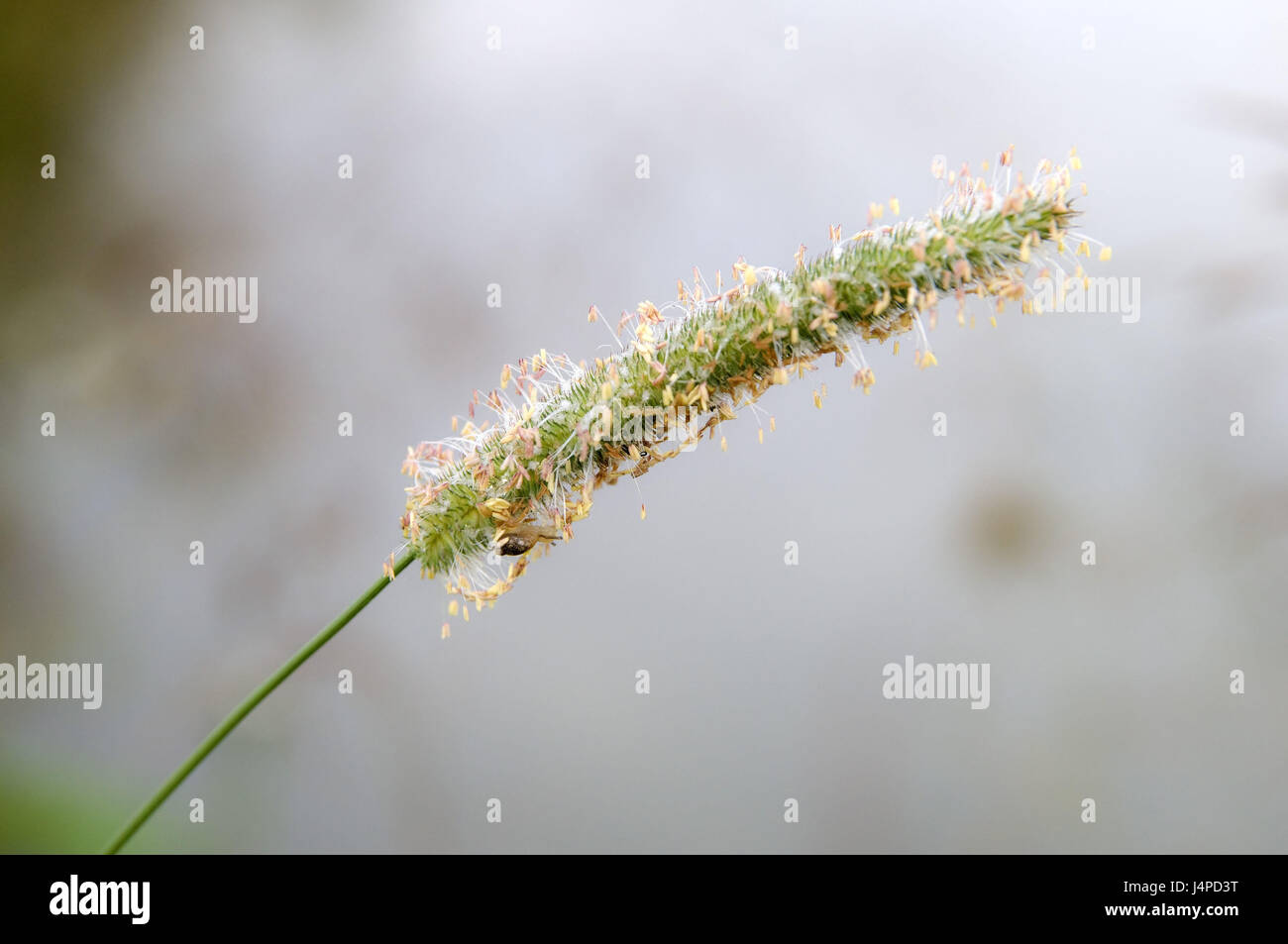 Lieschgras High Resolution Stock Photography and Images - Alamy