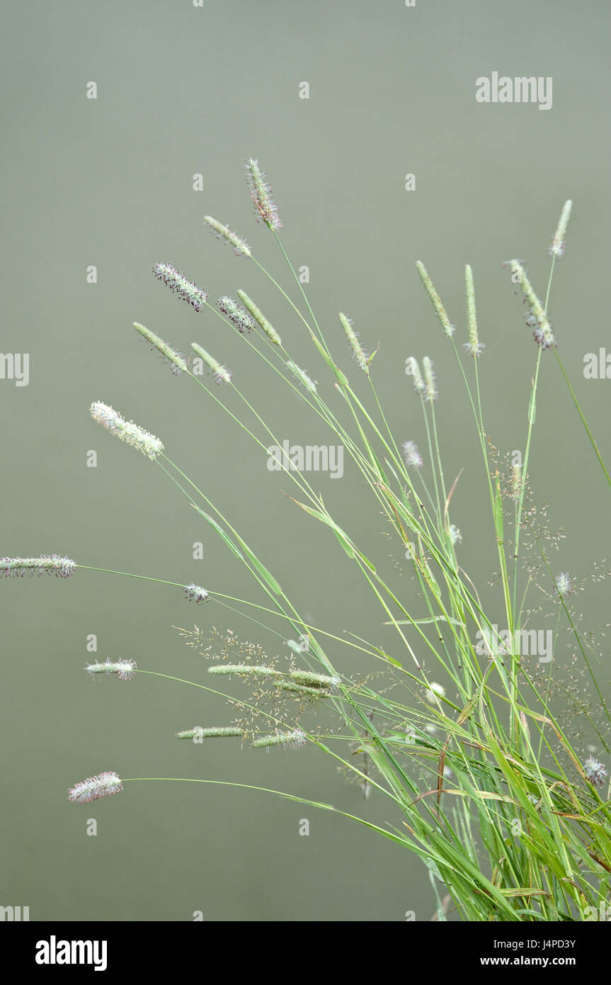 Lakeside, bulbous Lieschgras, Phleum nodosum Stock Photo - Alamy