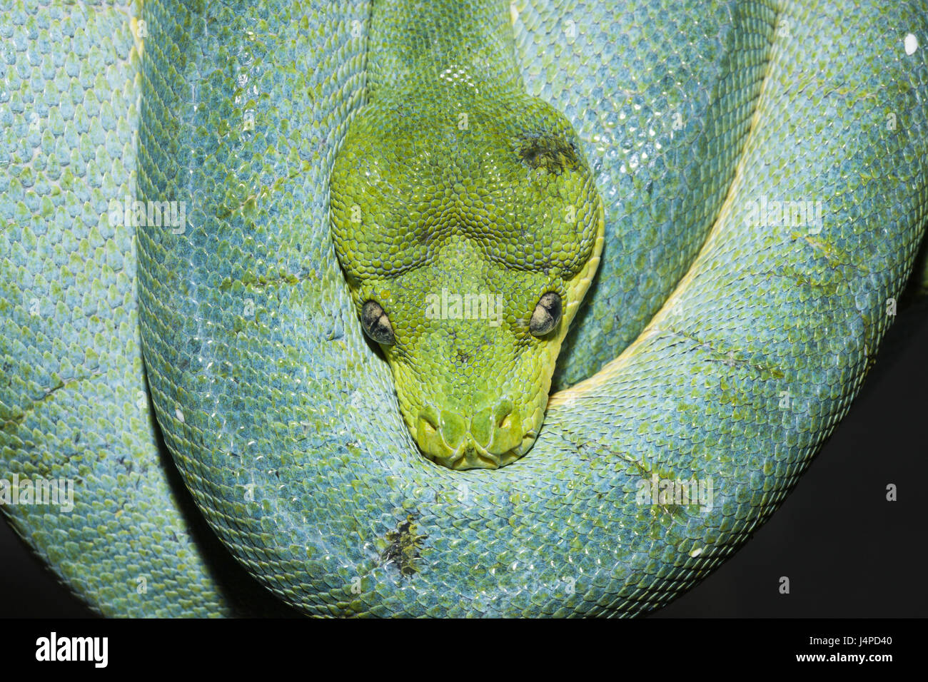 Green tree python, Morelia viridis, Indonesia, west Papua, Misool Stock ...