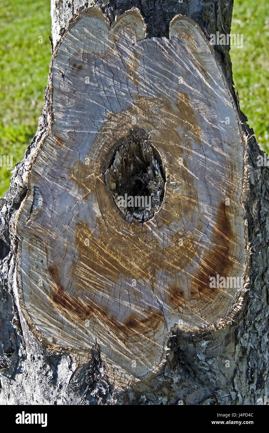 Trunk, cross-sectional area, old Stock Photo - Alamy