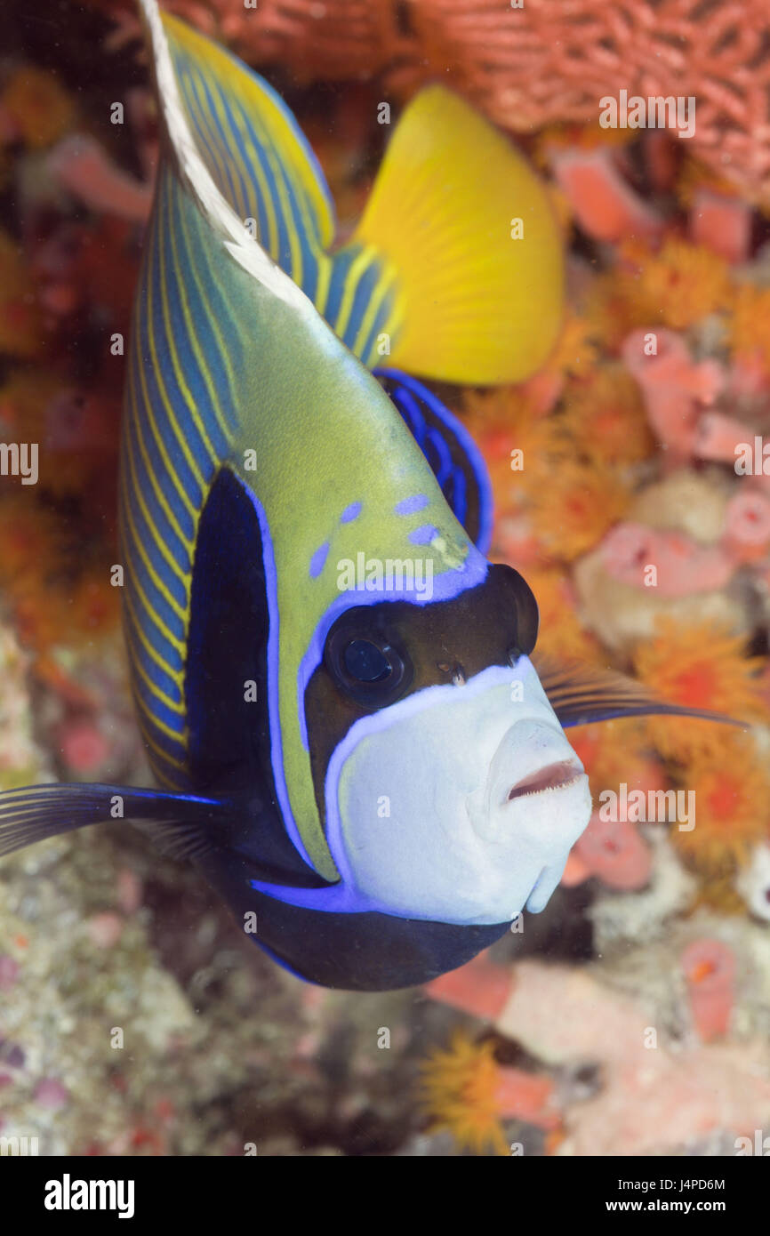 Imperator kaiserfisch pomacanthus imperator hi-res stock photography ...