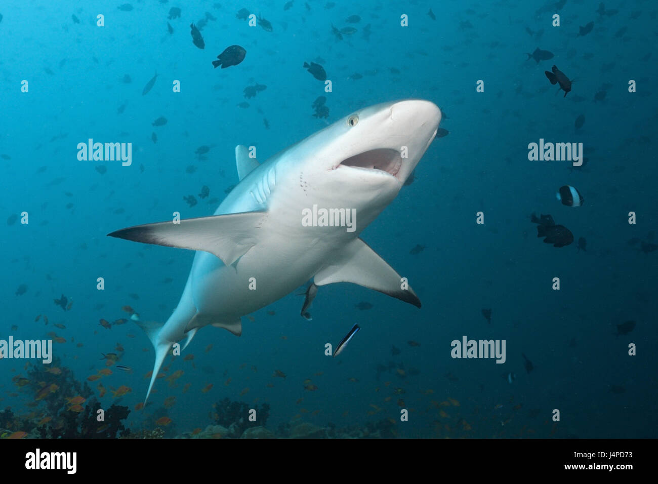 Grey reef shark with opened mouth hi-res stock photography and images ...