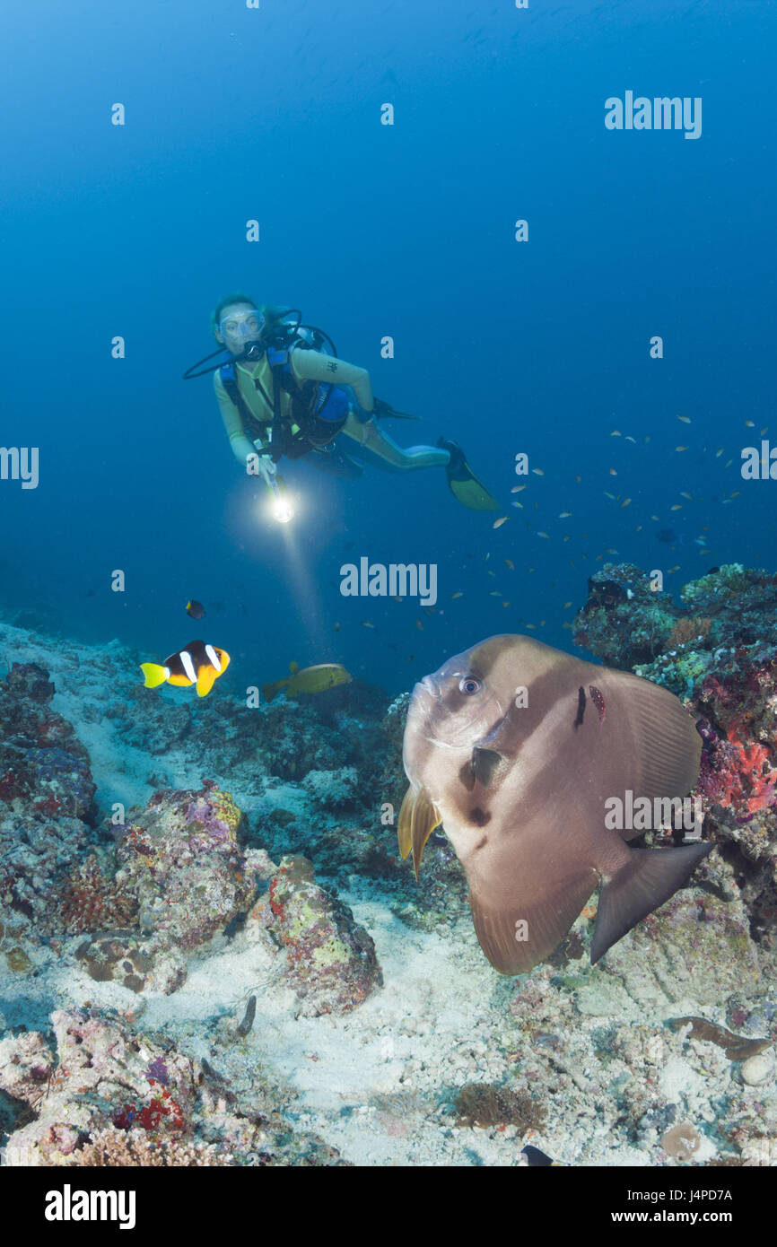 Long fin bat fish and diver, Platax teira, the Maldives, Maya Thila ...