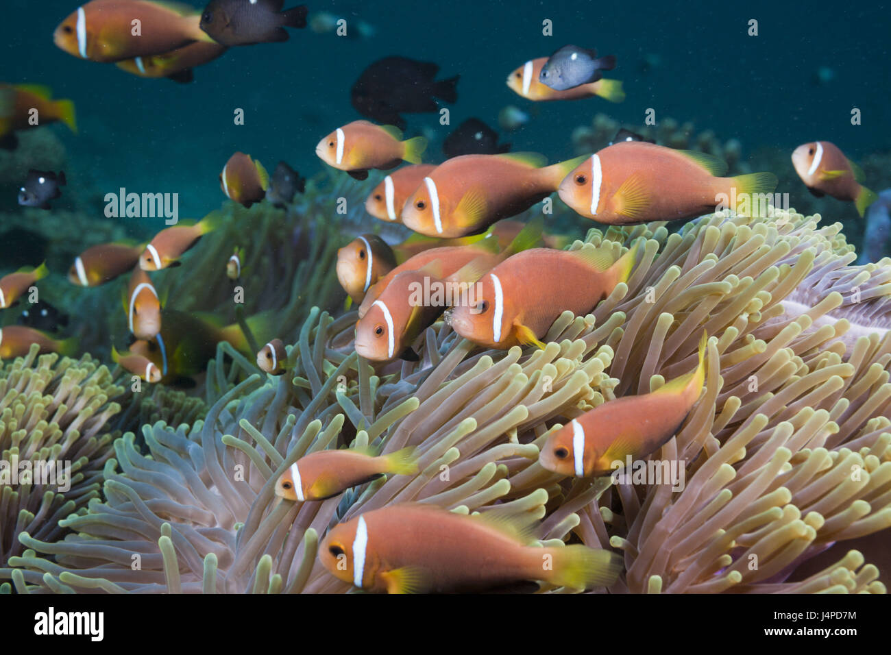 Maldives-anemone fish in splendour anemones, Amphiprion nigripes ...