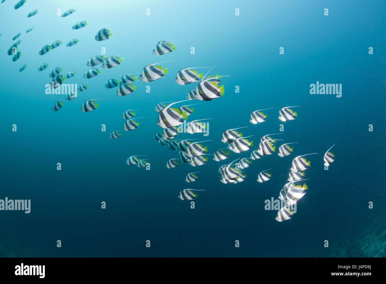 Pennant coral fish hi-res stock photography and images - Alamy