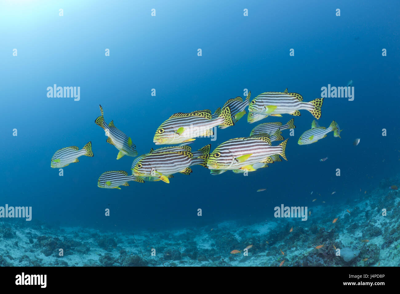 Sweet lips fish hi-res stock photography and images - Alamy