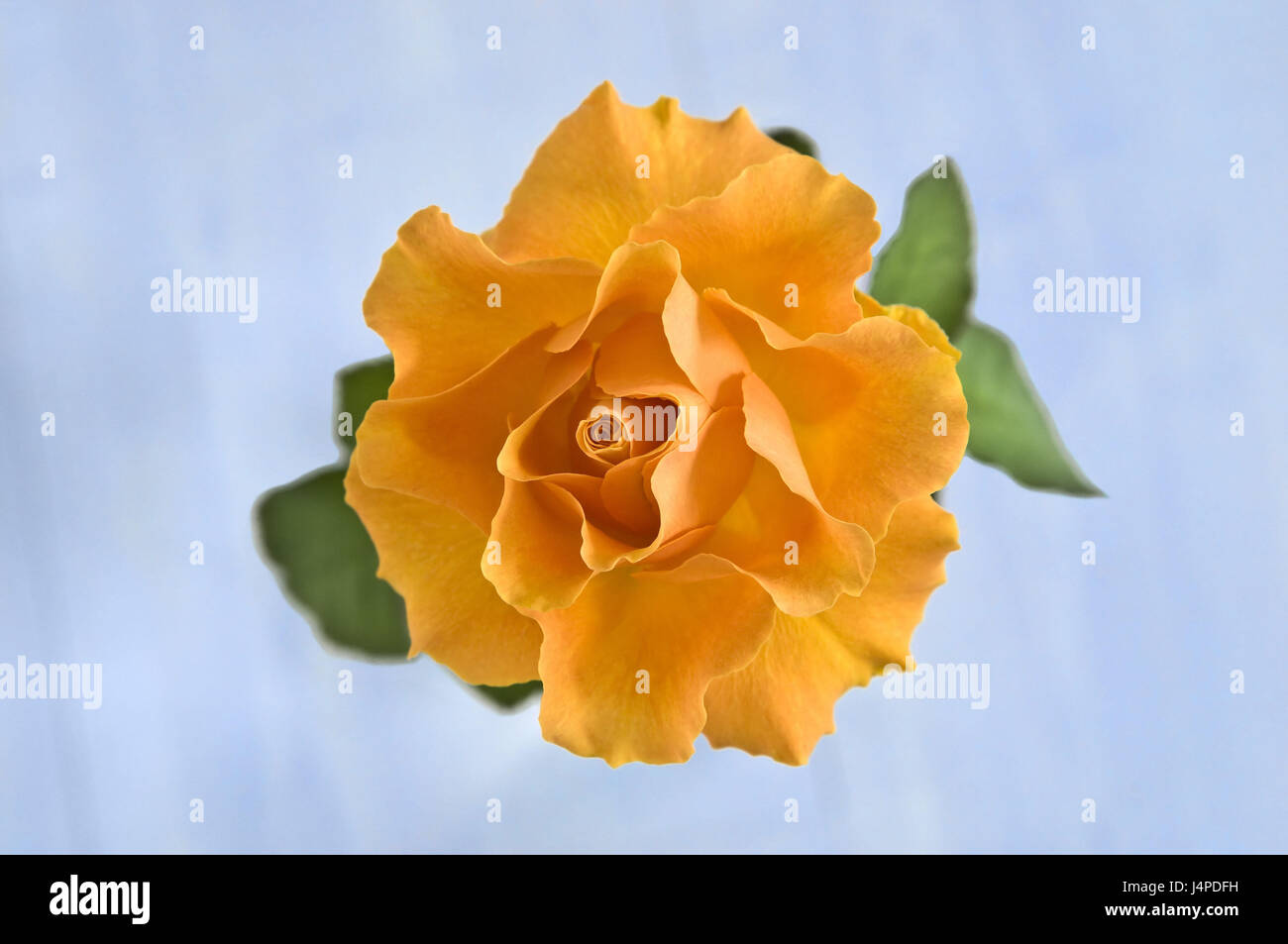 Rose, yellow, from above Stock Photo - Alamy