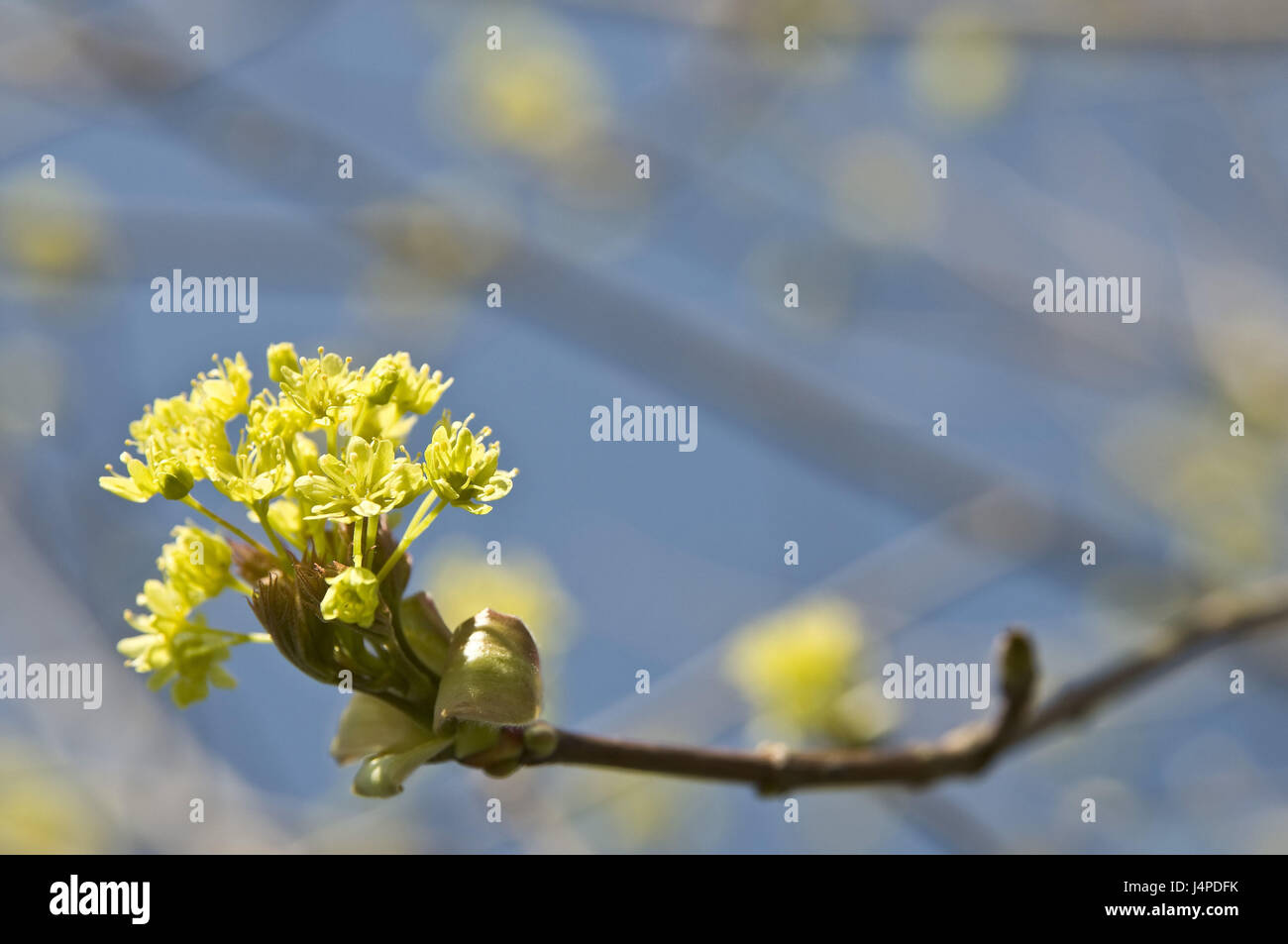 Maple tree, detail, branch, blossoms Stock Photo - Alamy