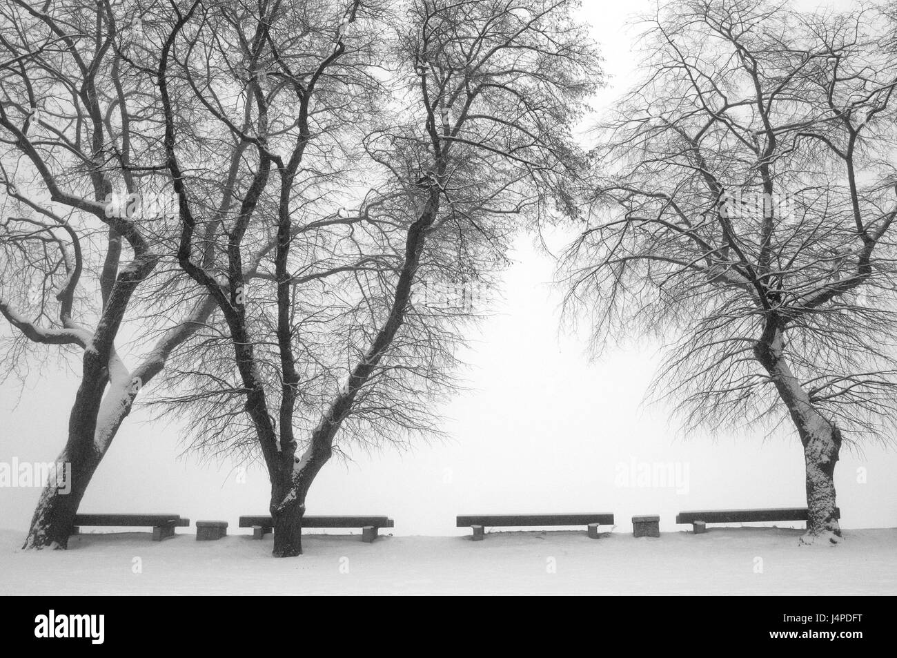 Park, trees, park-benches, winter Stock Photo - Alamy