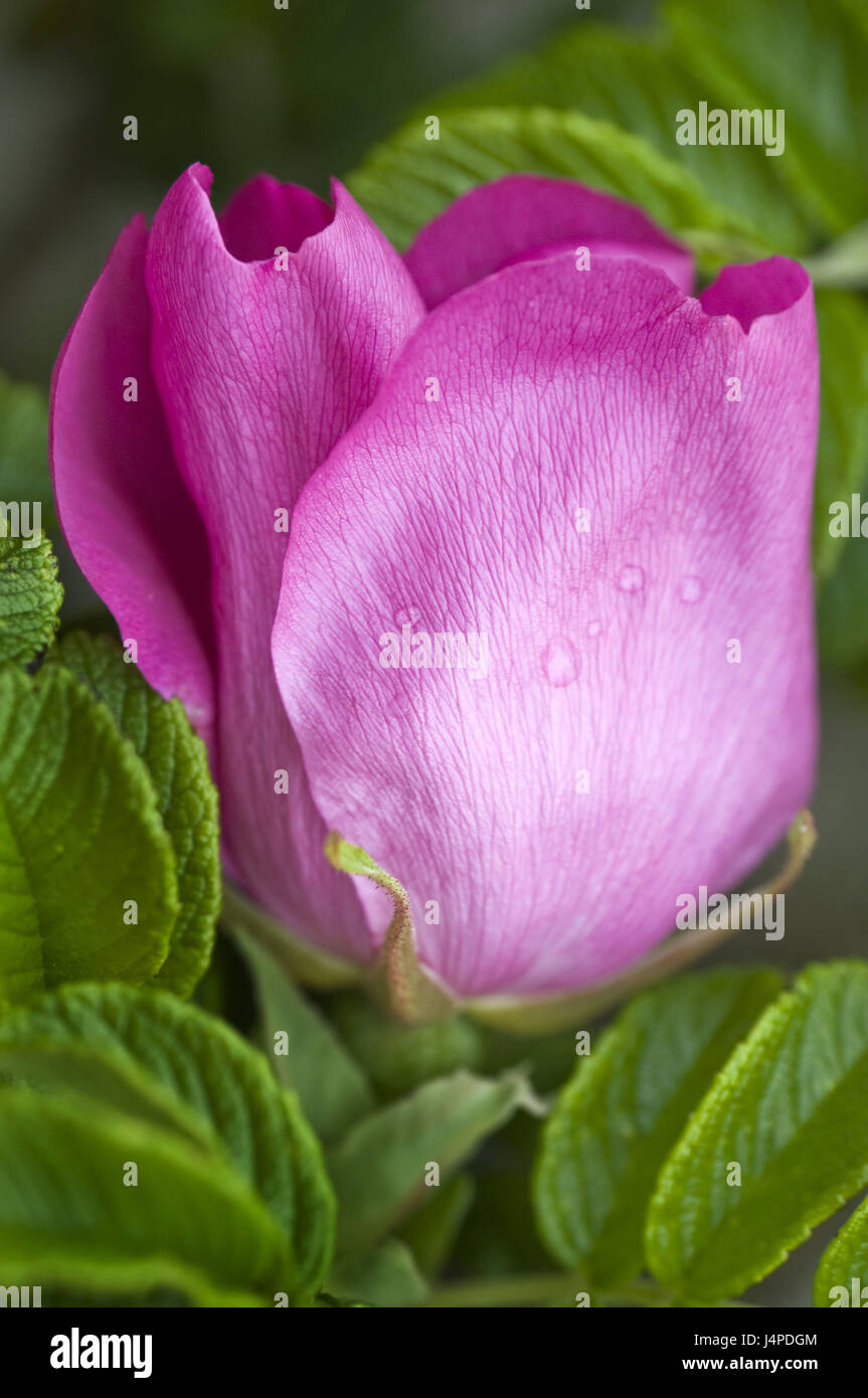 Pink rugosa hi-res stock photography and images - Alamy