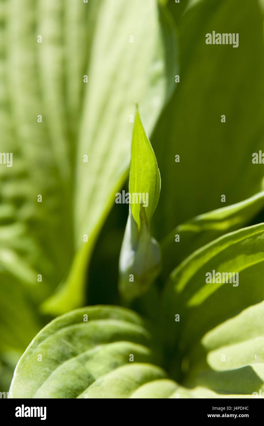 Plant leaves, close up Stock Photo - Alamy