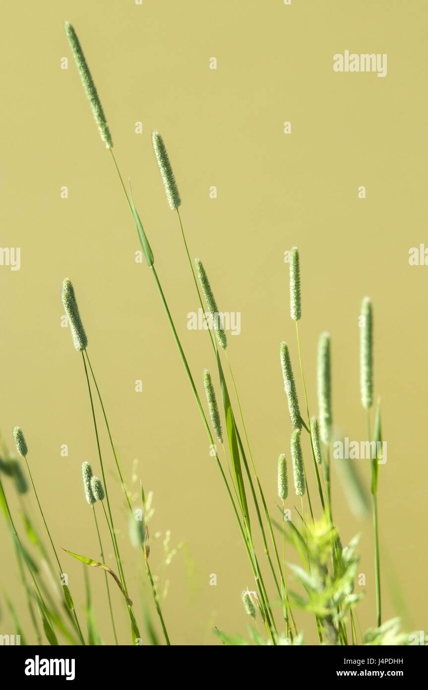 Meadow, bulbous Lieschgras, Phleum nodosum Stock Photo - Alamy