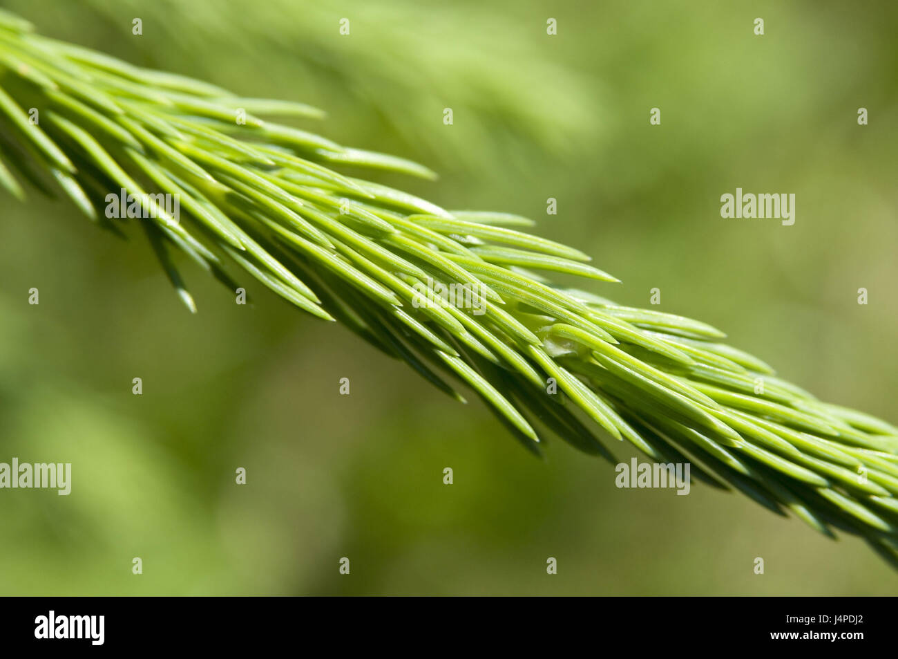 Conifer, branch, detail, instinct Stock Photo - Alamy