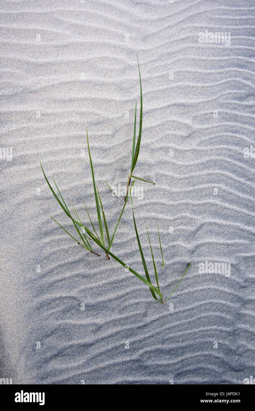 Sandy soil, close up, grass Stock Photo - Alamy