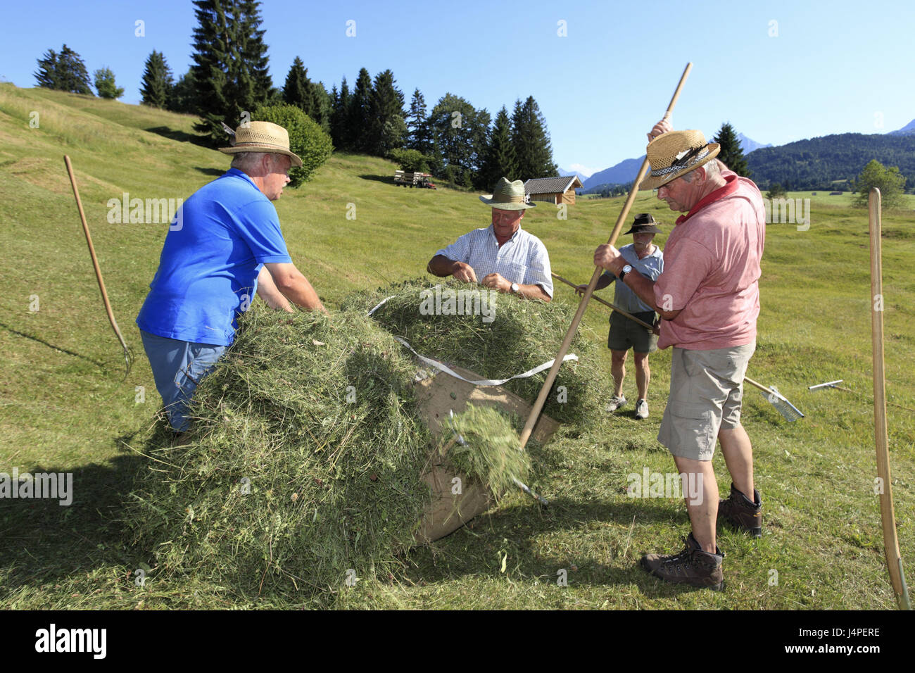 Hay introduce hi-res stock photography and images - Alamy