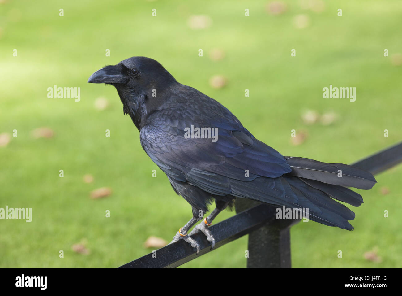 Raven tower of london hi-res stock photography and images - Alamy