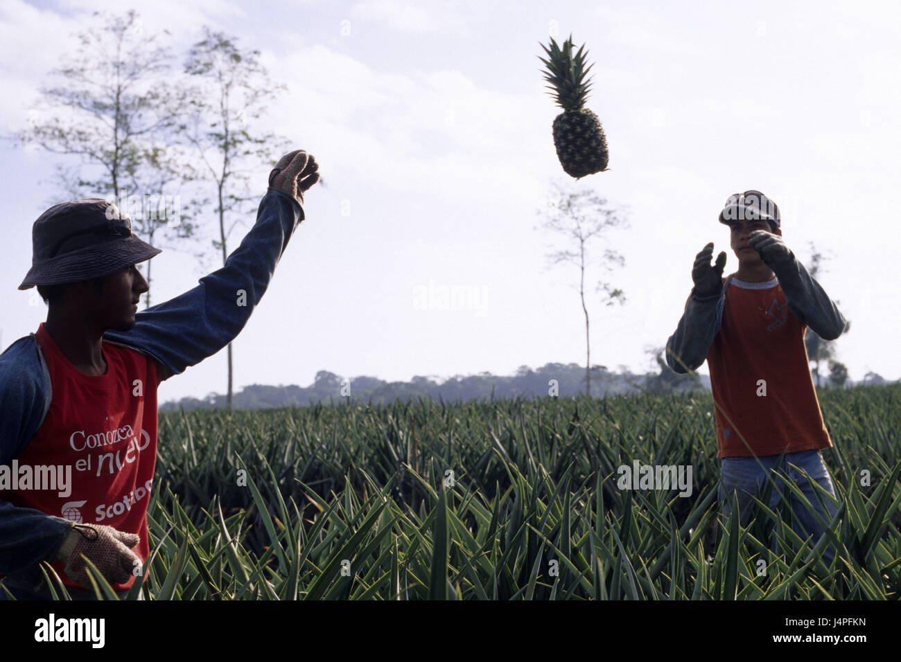 Costa Rica, Pital, men, pineapple, harvest Stock Photo - Alamy