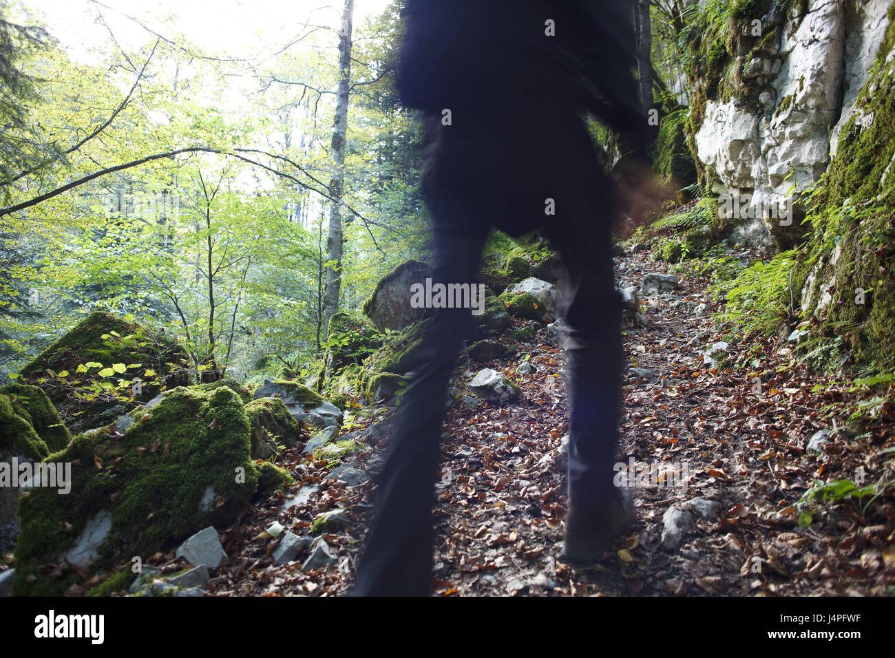 Irati forest spain hi-res stock photography and images - Alamy