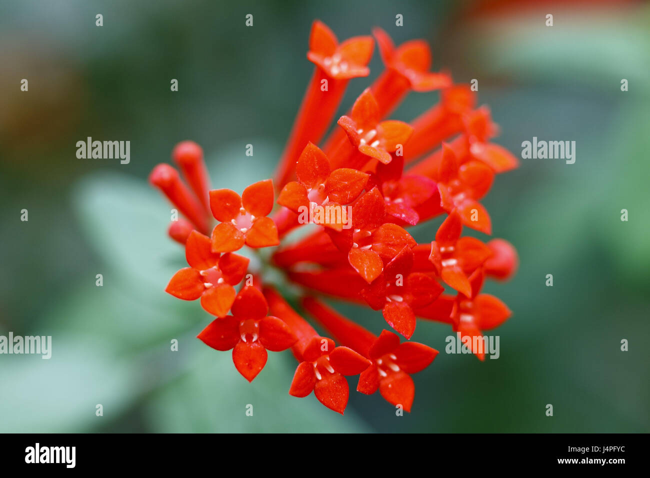 Honduras flowers hi-res stock photography and images - Alamy