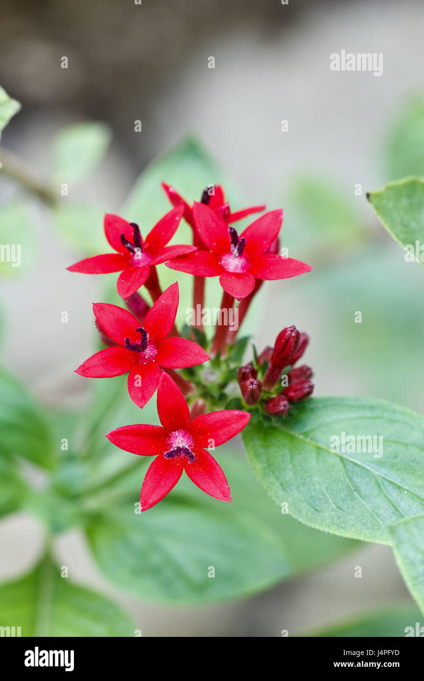 Native Plants Of Honduras