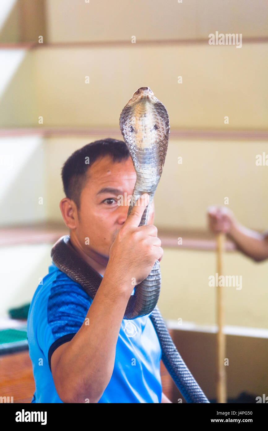 Phuket, Thailand, January 27, 2017: Thai snake tamer holds a cobra in ...