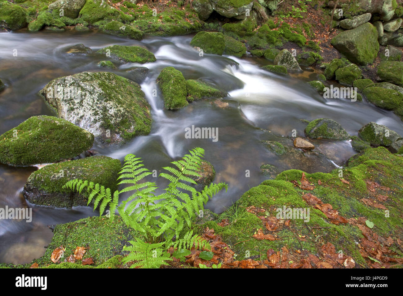 Forest brook, detail Stock Photo - Alamy